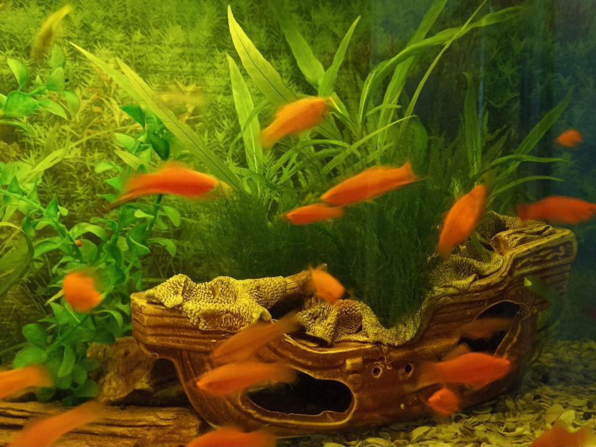 Меченосцы, гуппи малахит, сапфировые попугайчики