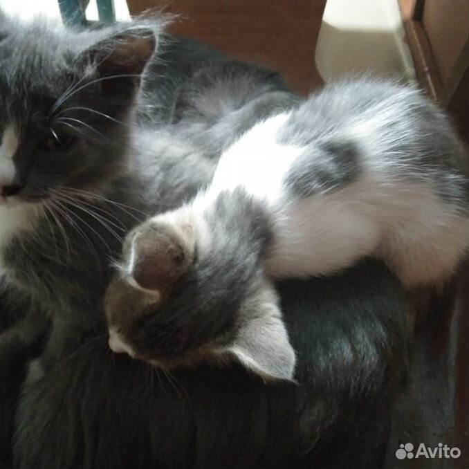 Разноцветные котята в добрые руки