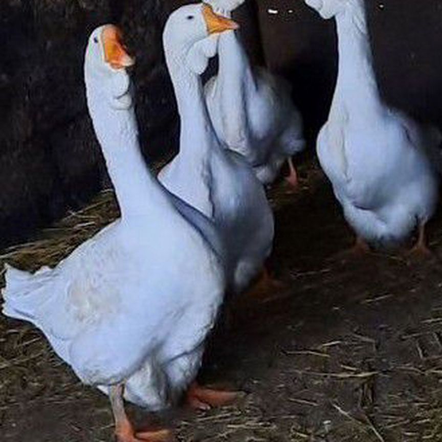 Яйцо гусиное