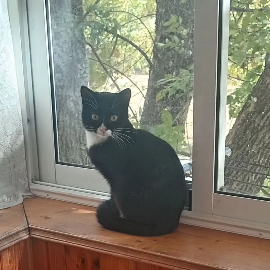 Ищем добрые руки котёнку. Девочка, очень ласковая