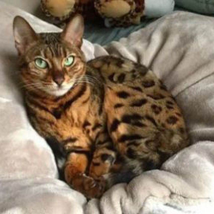 Бенгальская кошка