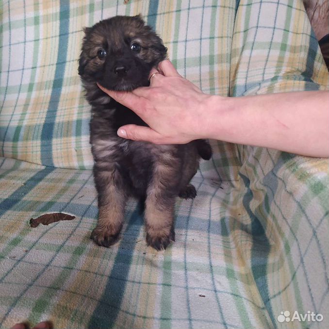Маленькая собака немецкая овчарка