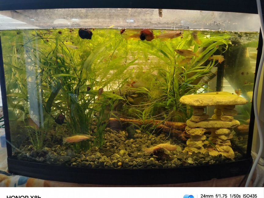 Отдам бесплатно рыбки