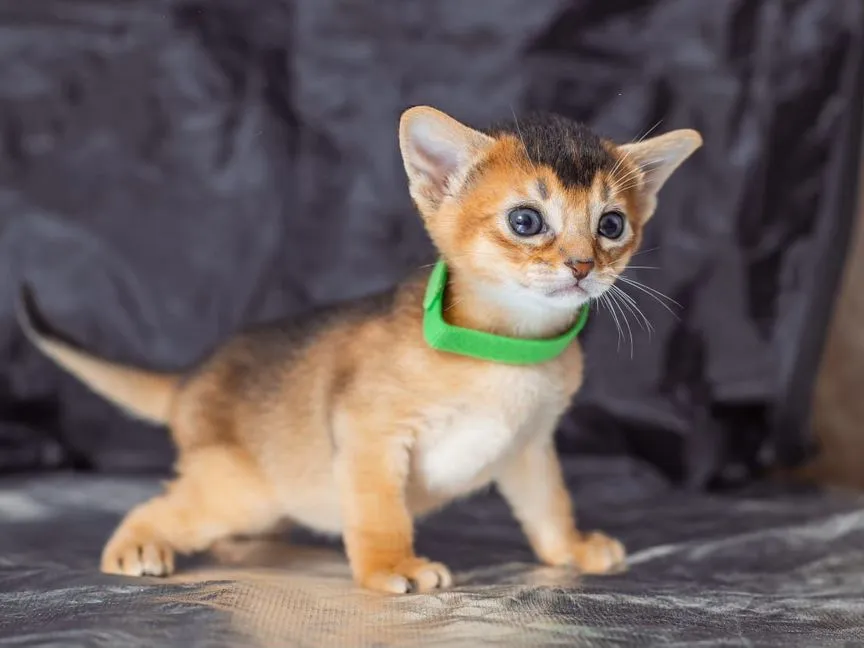 Абиссинские котята