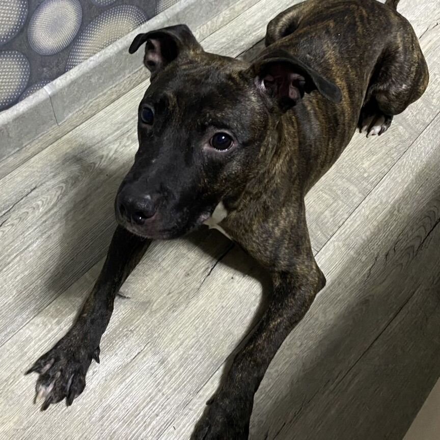 Американский стаффордширский терьер, взрослый пёс