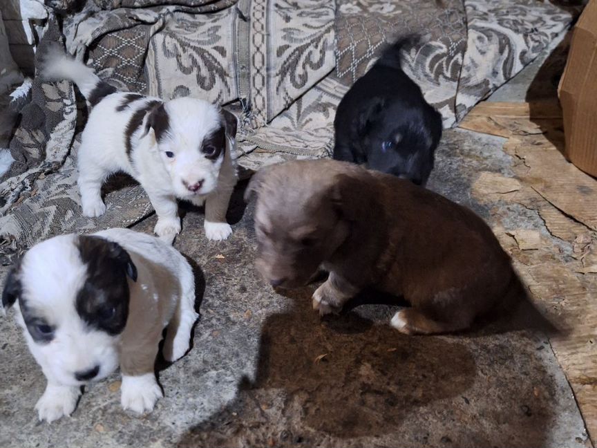 Собака в добрые руки щенок