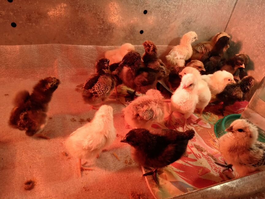 Цыплята несушки