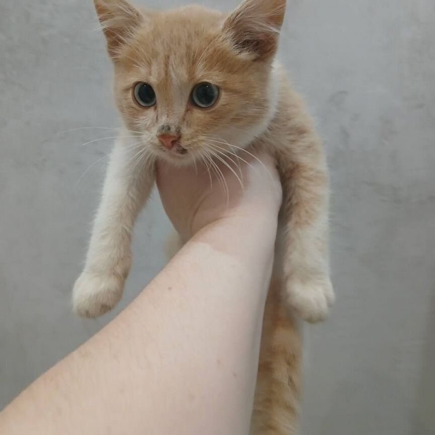 Котенок