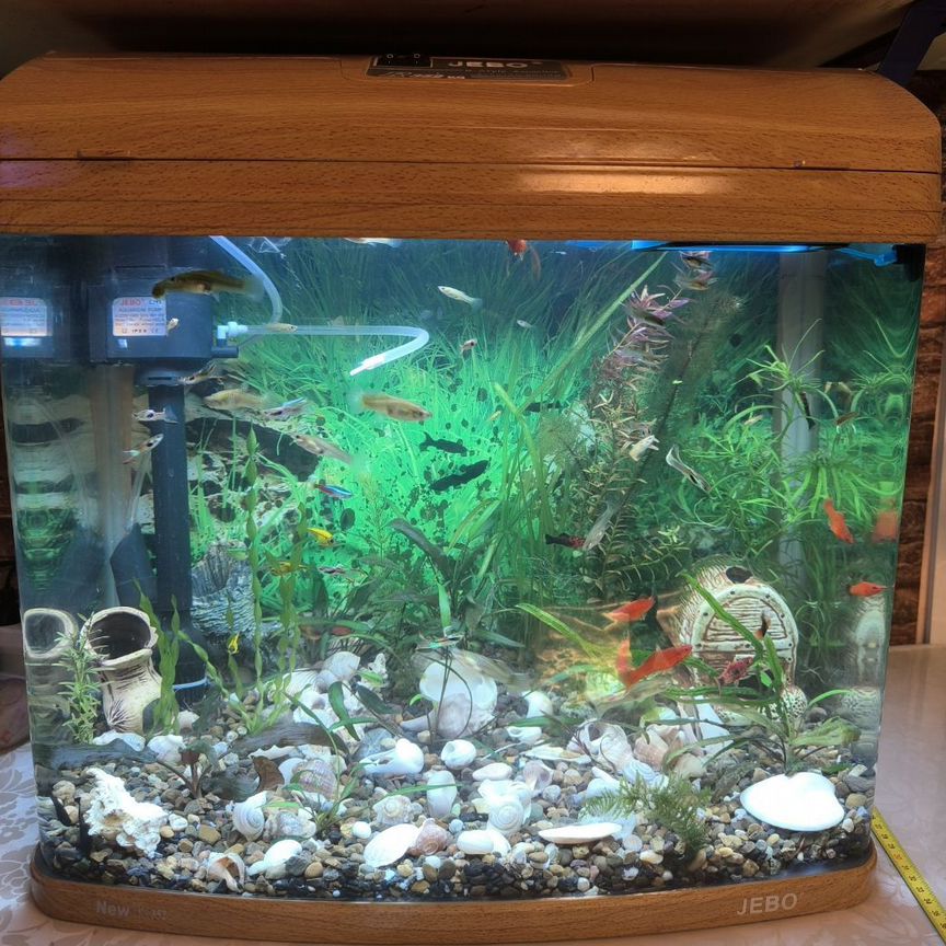 Аквариум с рыбами