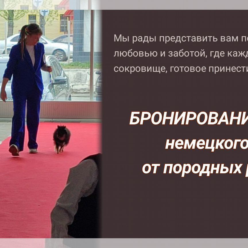 Немецкий шпиц, щенок