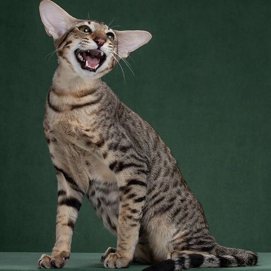 Ориентальный котёнок