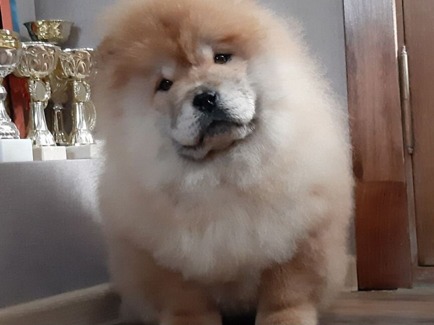 Девочка