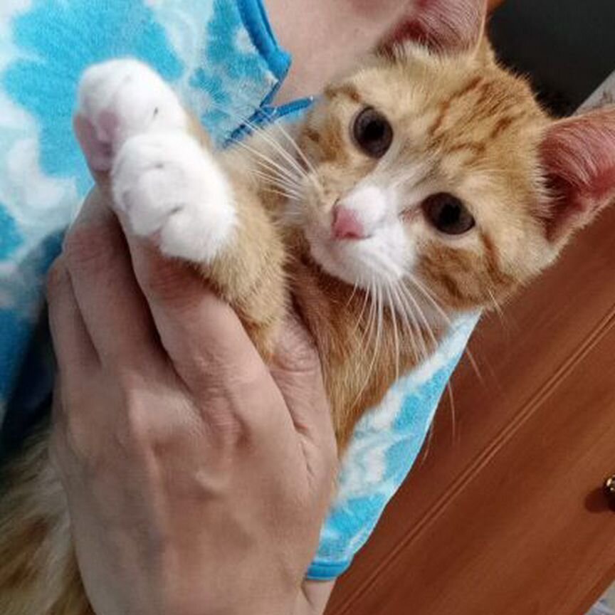 Котенок бесплатно