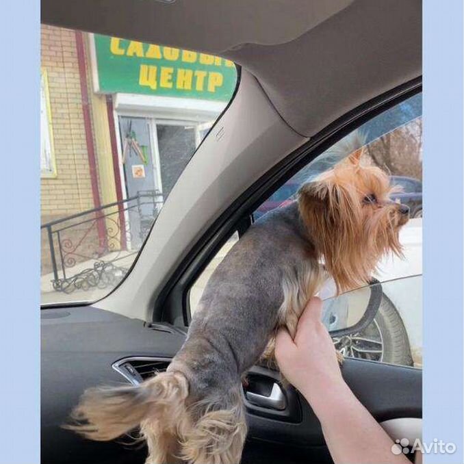 Ерширский терьер