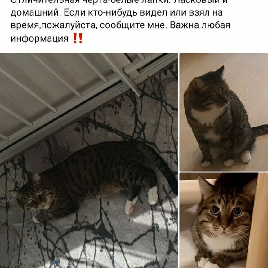 Помогите найти кота