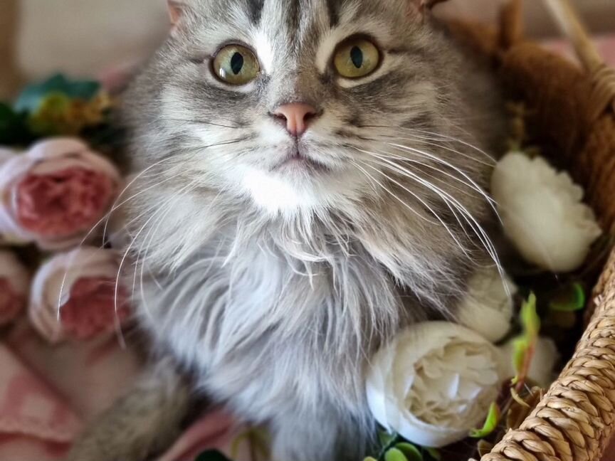 Сибирская кошка