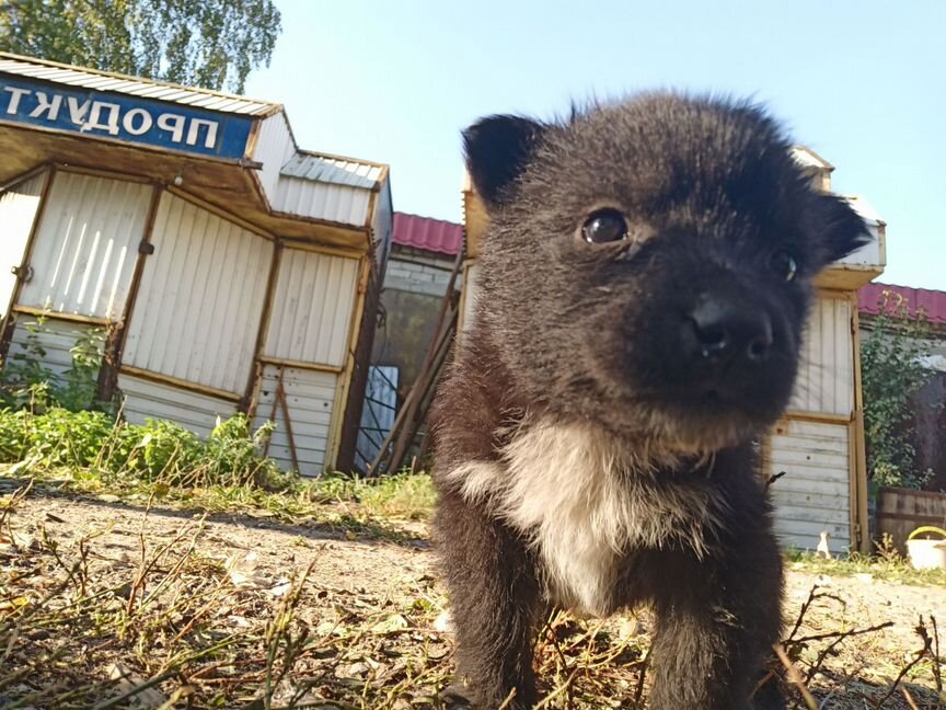 Отдам щенков Вахтельхунд, смесь хаски