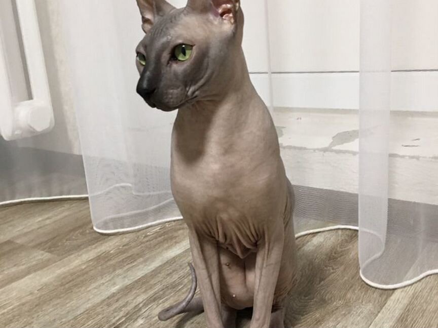 Сфинкс котяра (вязка)