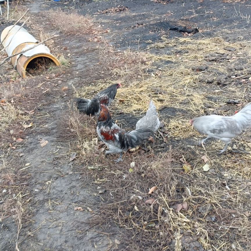 Питухи америуканы