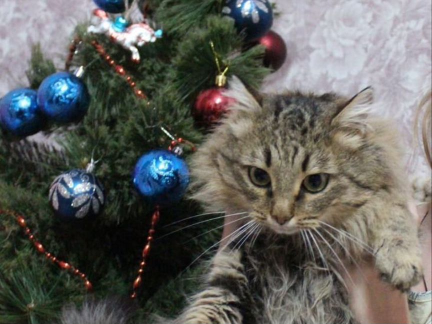 Котик ласкушка