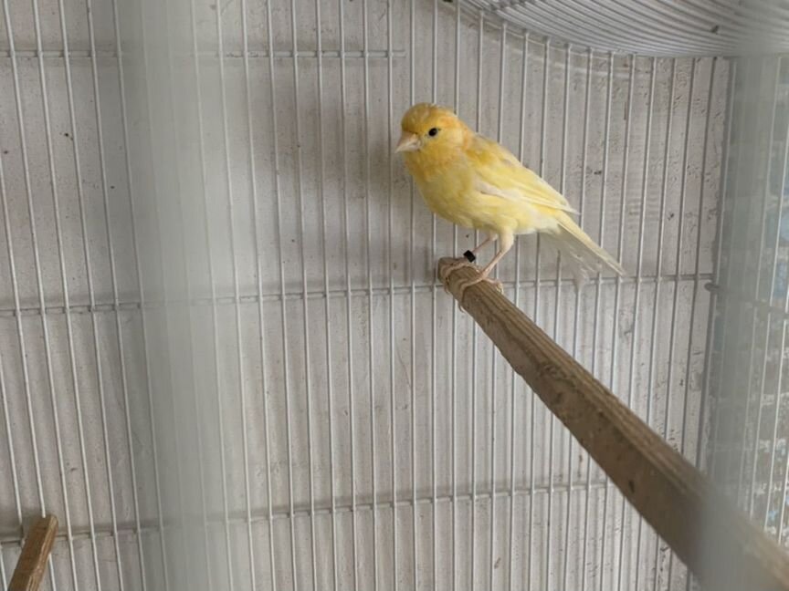 Кенара и канарейки