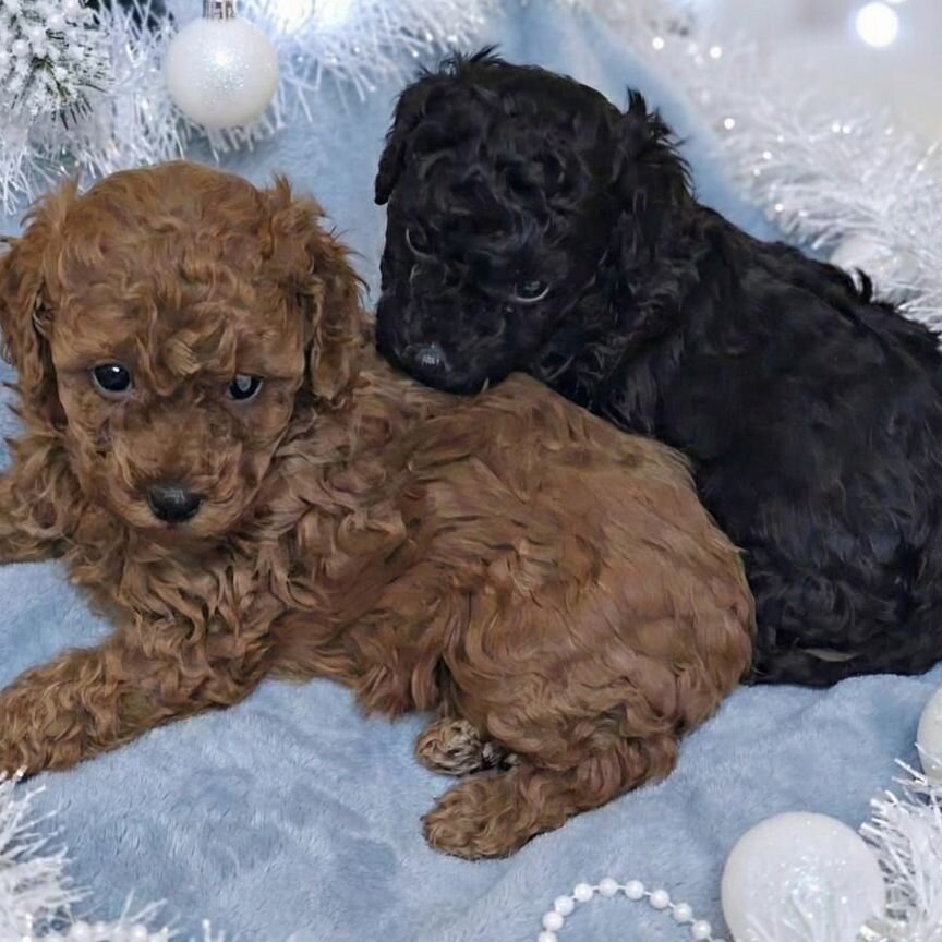 Пудель, щенок