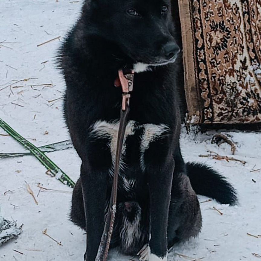 Кобель 1,5 года