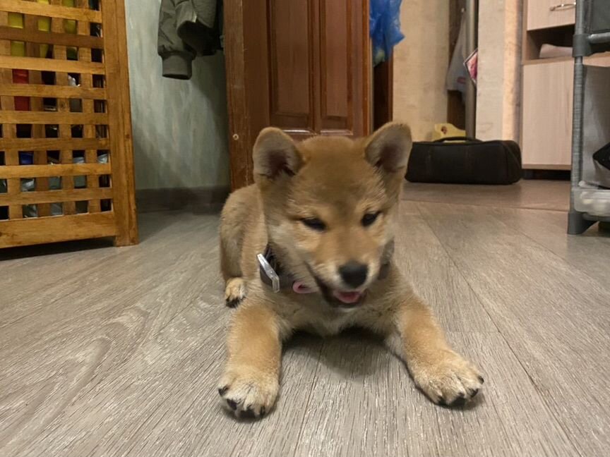 Сиба ину