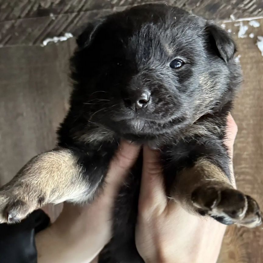 Щенок в добрые руки