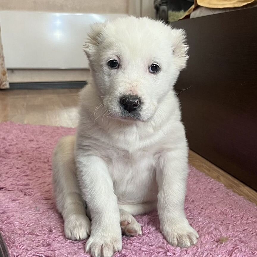 Среднеазиатская овчарка, щенок