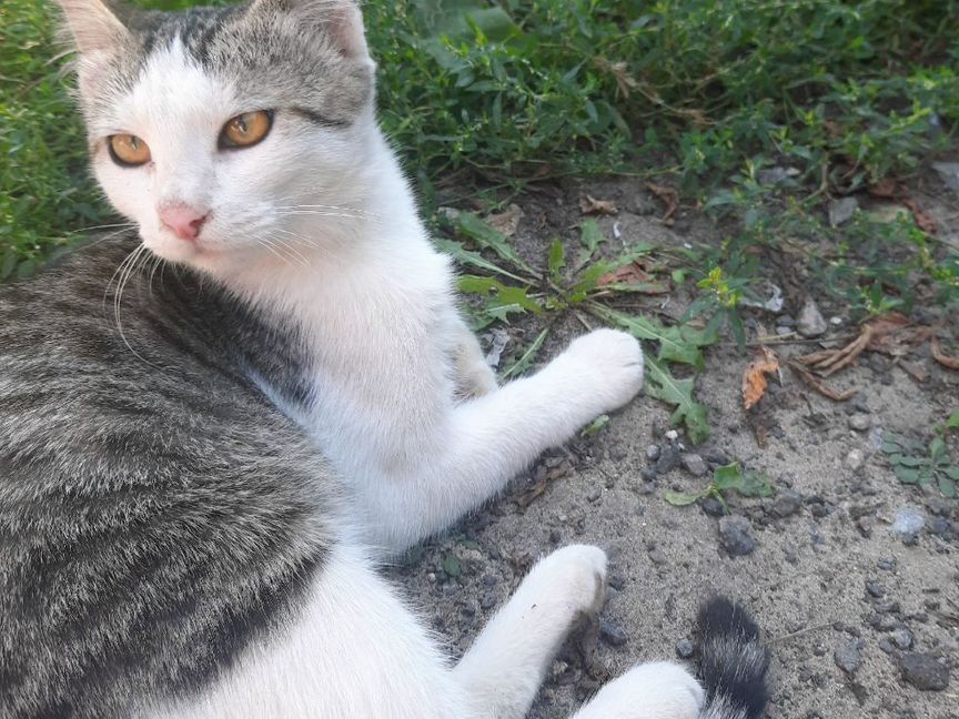 Котята в добрые руки бесплатно