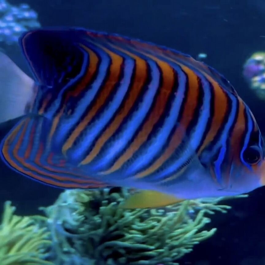 Ангел диакантус королевский павлин