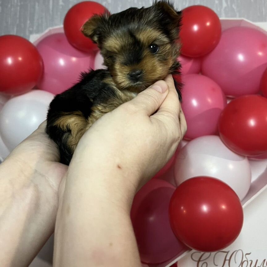 Йоркширский терьер