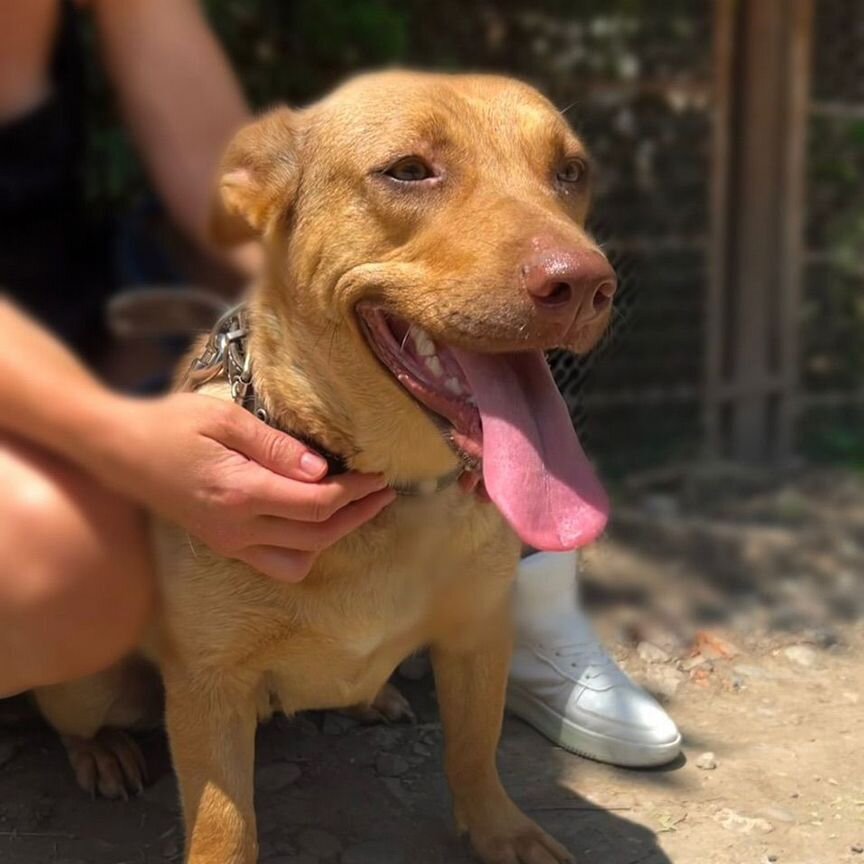 Собака в добрые руки