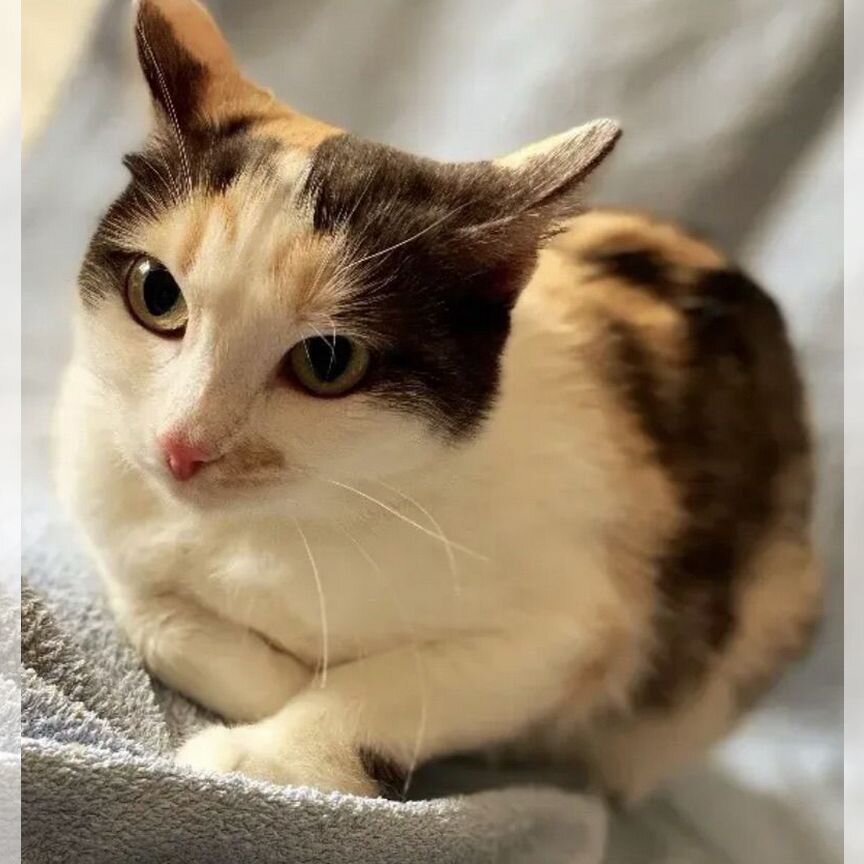 Взрослая, кошка в добрые руки