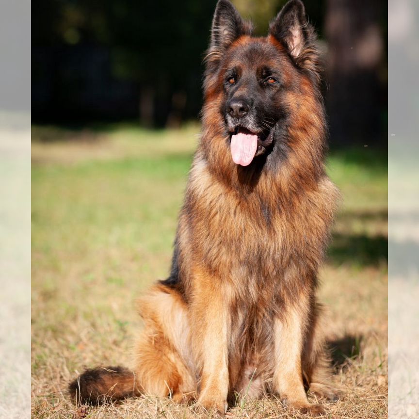 Немецкая овчарка, вязка