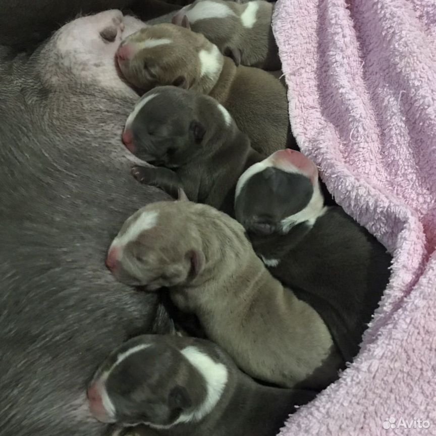 Американский булли