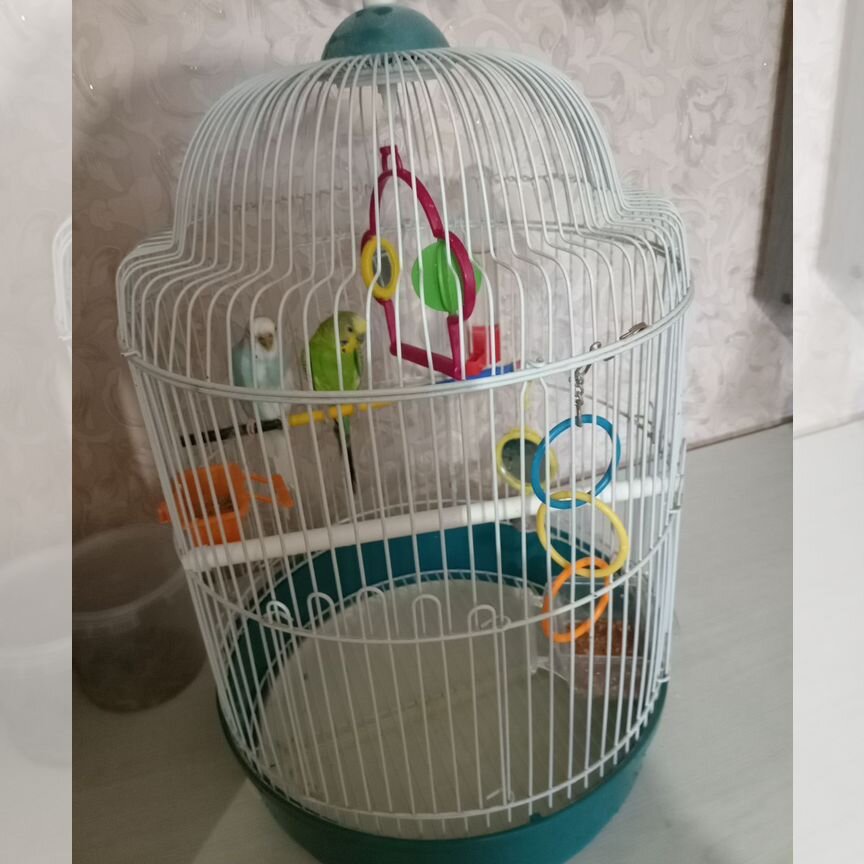 Попугайчики с клеткой