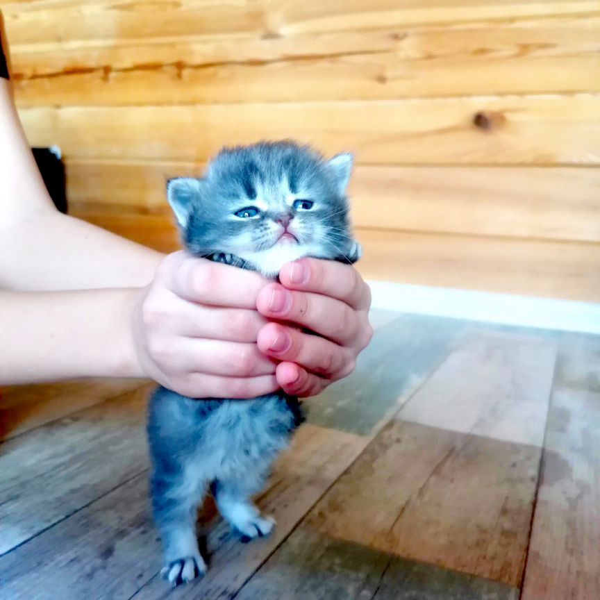Вислоухие пончики