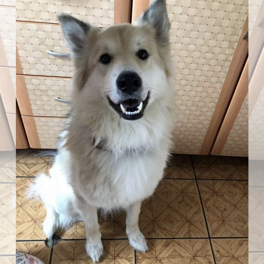 Взрослый пёс в добрые руки