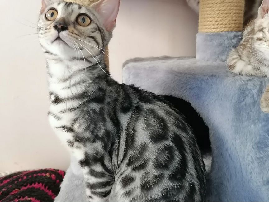 Бенгальская девочка