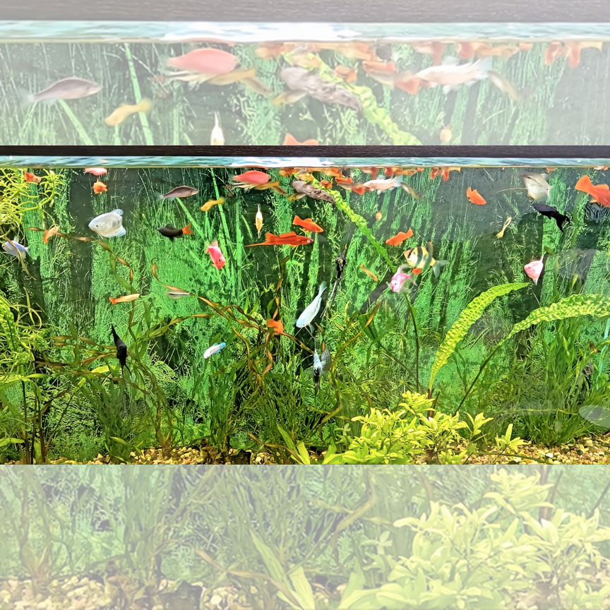 Аквариумные рыбки