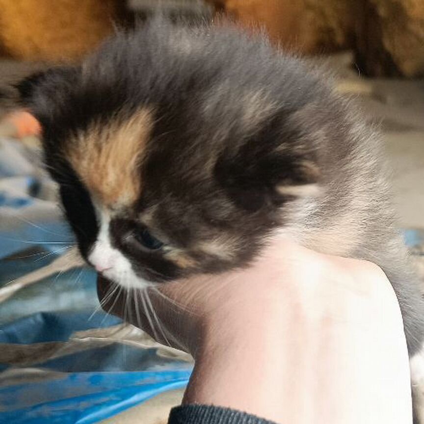 Котята домашние