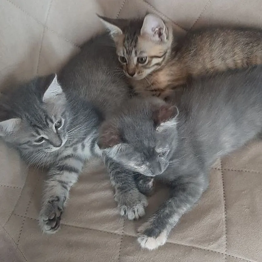 Котята метисы мейкуна