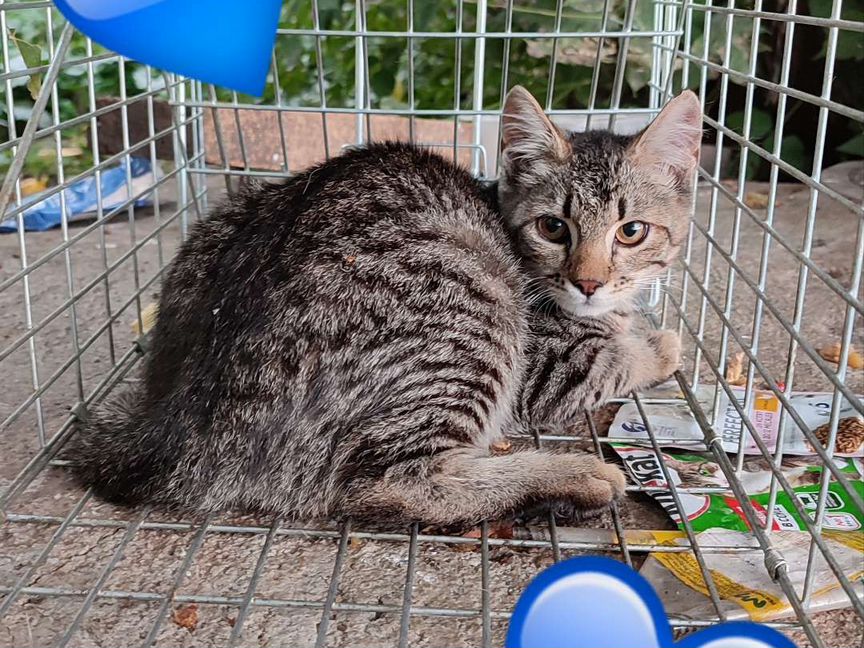 Котëнок мальчик ищет дом