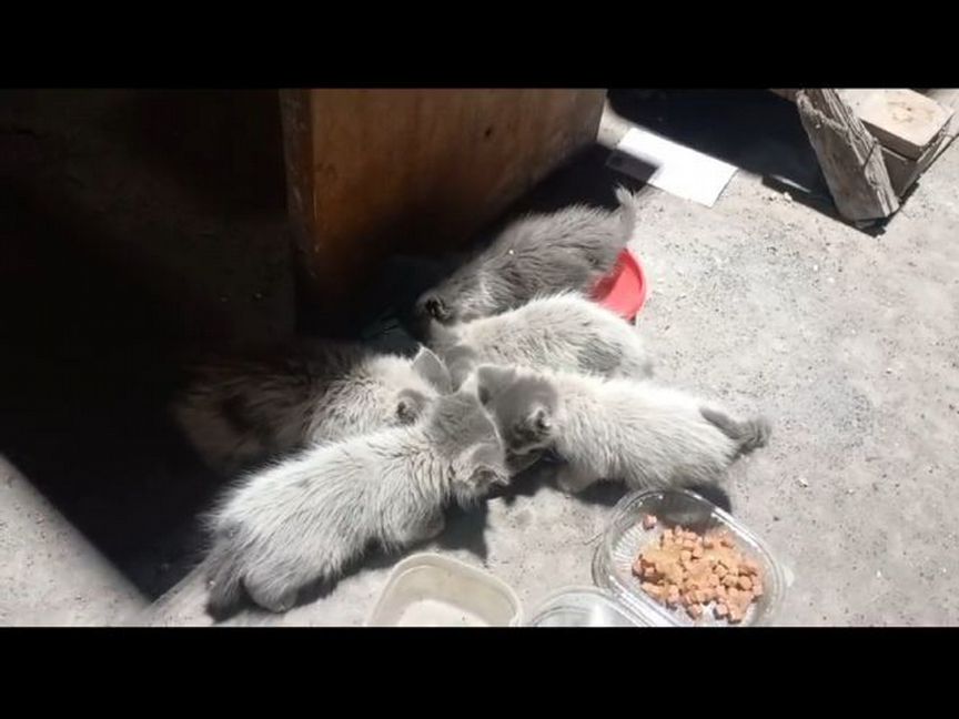 Котята заводские