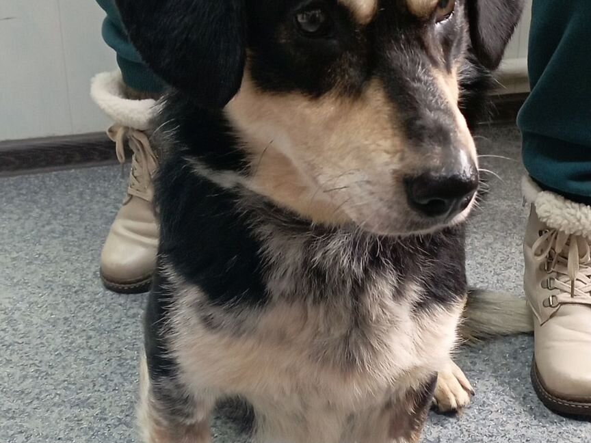 Почти таксеныш