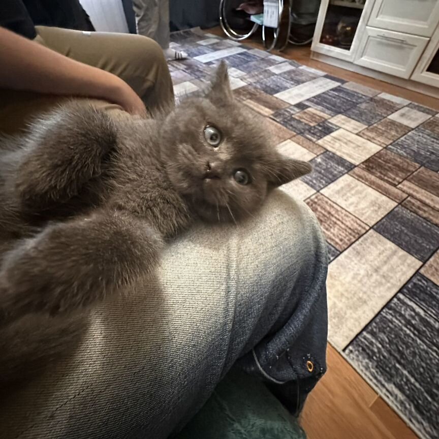 Котенок Британский