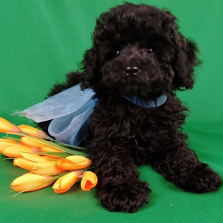Той-пудель, щенок