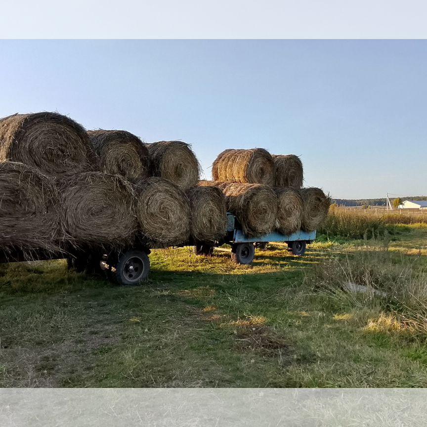 Продам сено в тюках